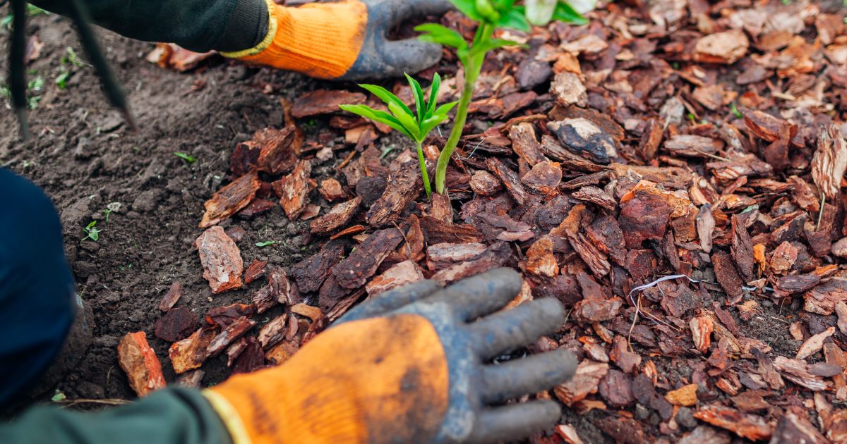 Svarbiausias metas sodininkams: pasakė, kokias daržoves ir gėles būtina ...