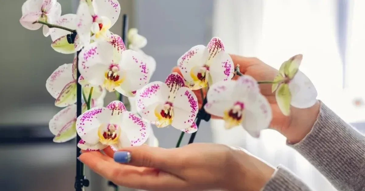 Nupirktos orchidėjos greitai numeta žiedus? Šią klaidą daro dauguma vos ...