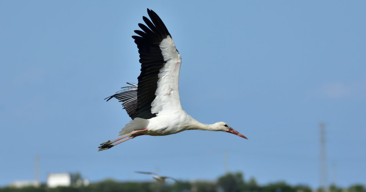 Kovo 25 diena Lietuvoje žinoma kaip Gandrinės: tikėdavo, kad ...