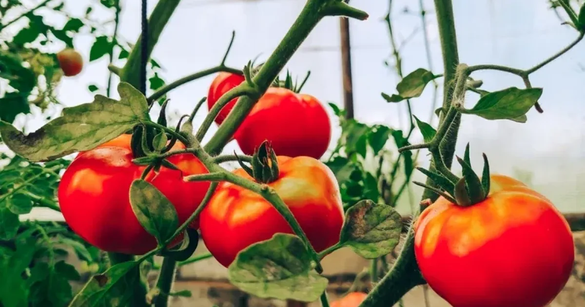 Pomidorai yra tarsi kraujagyslių tepalas: gydytojai atskleidė netikėtą ...